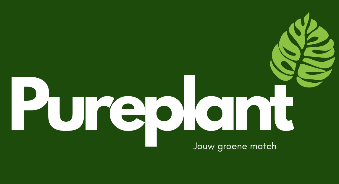 Philodendron – Pureplant