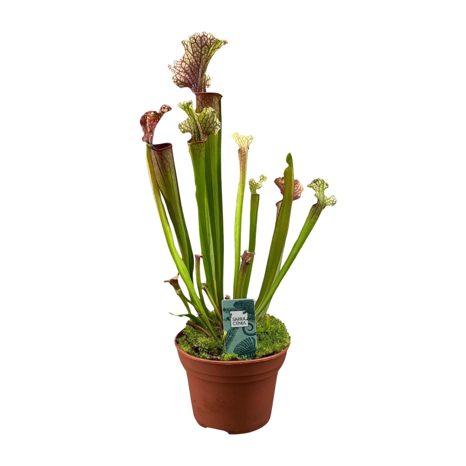 Sarracenia Judith Hindle | Gratis verzending – Pureplant