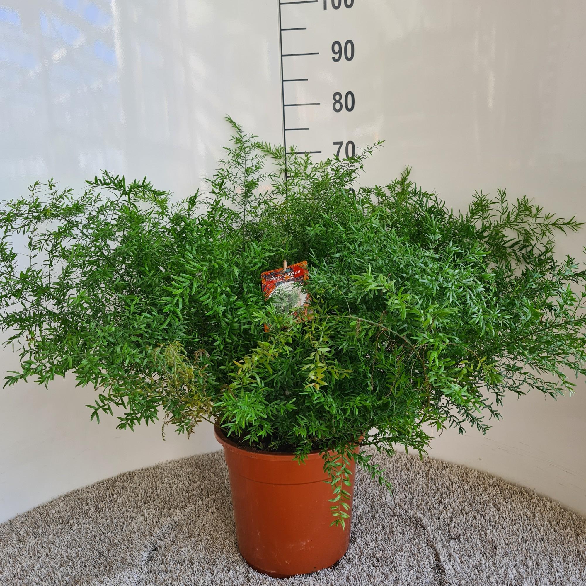 Asparagus Densiflorus Cwebe | Gratis verzending – Pureplant